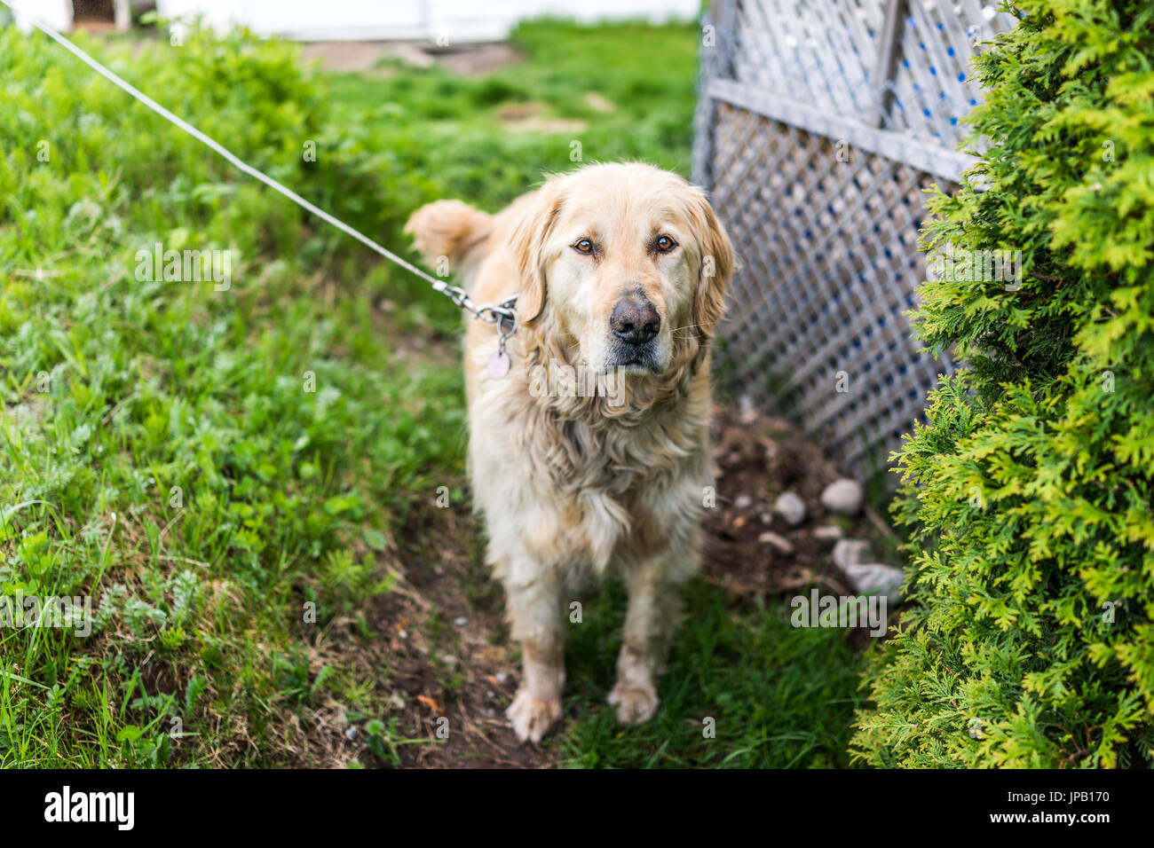Golden retriever dog on leash sad portrait in summer grass Stock Photo ...