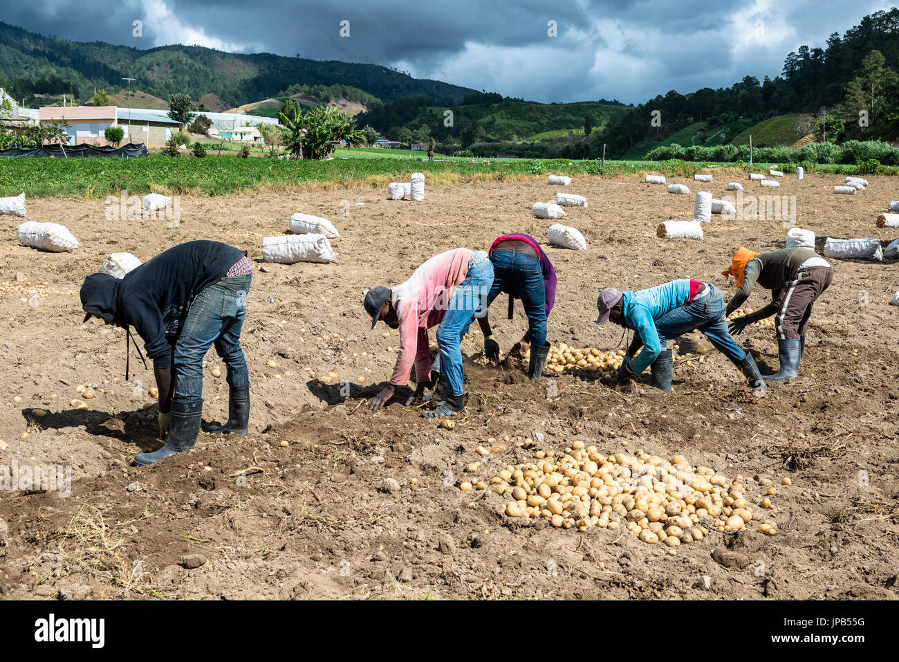Haiti plantation hi-res stock photography and images - Alamy