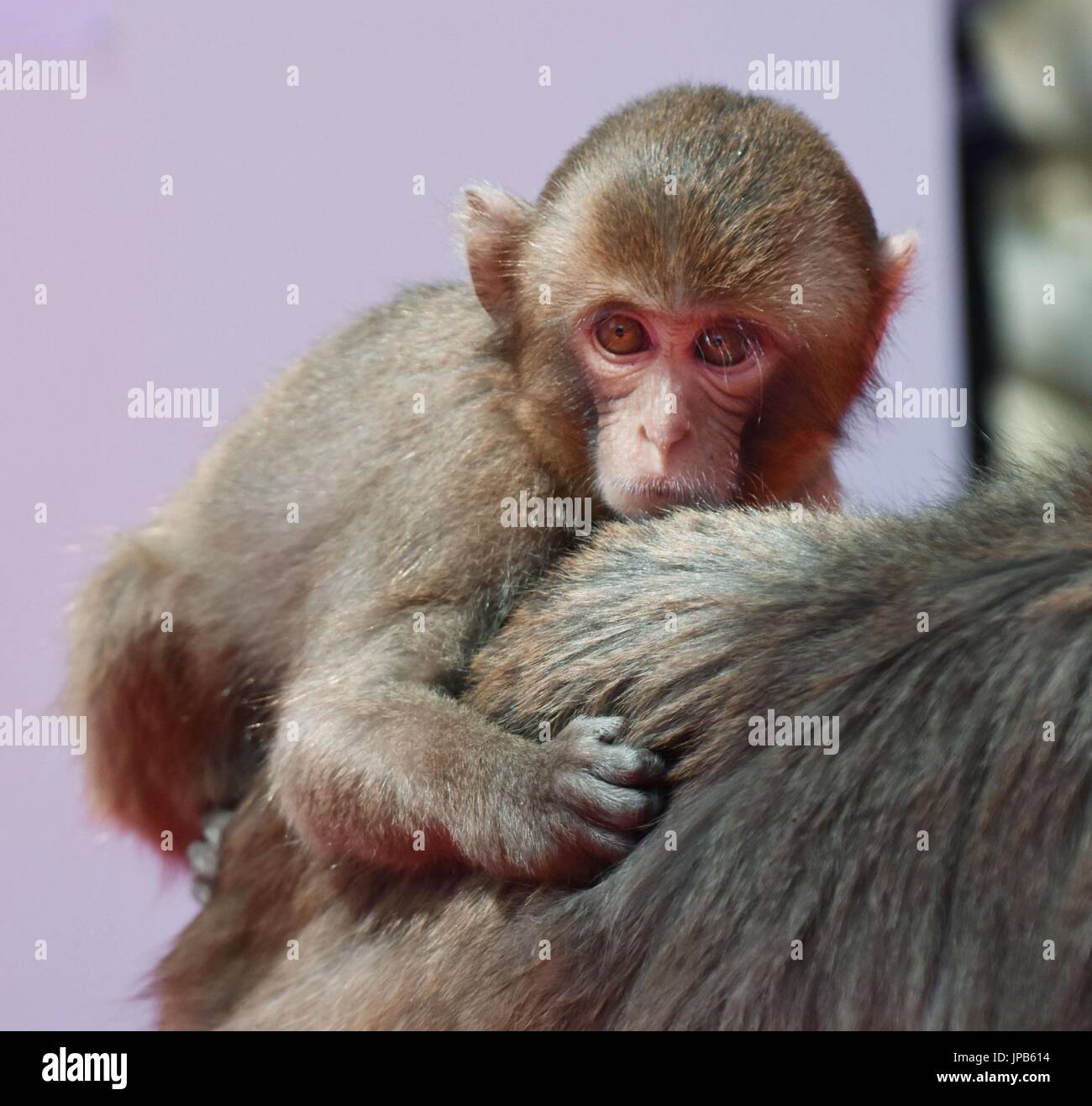 Charlotte, a female monkey, is seen at the Takasakiyama Natural ...