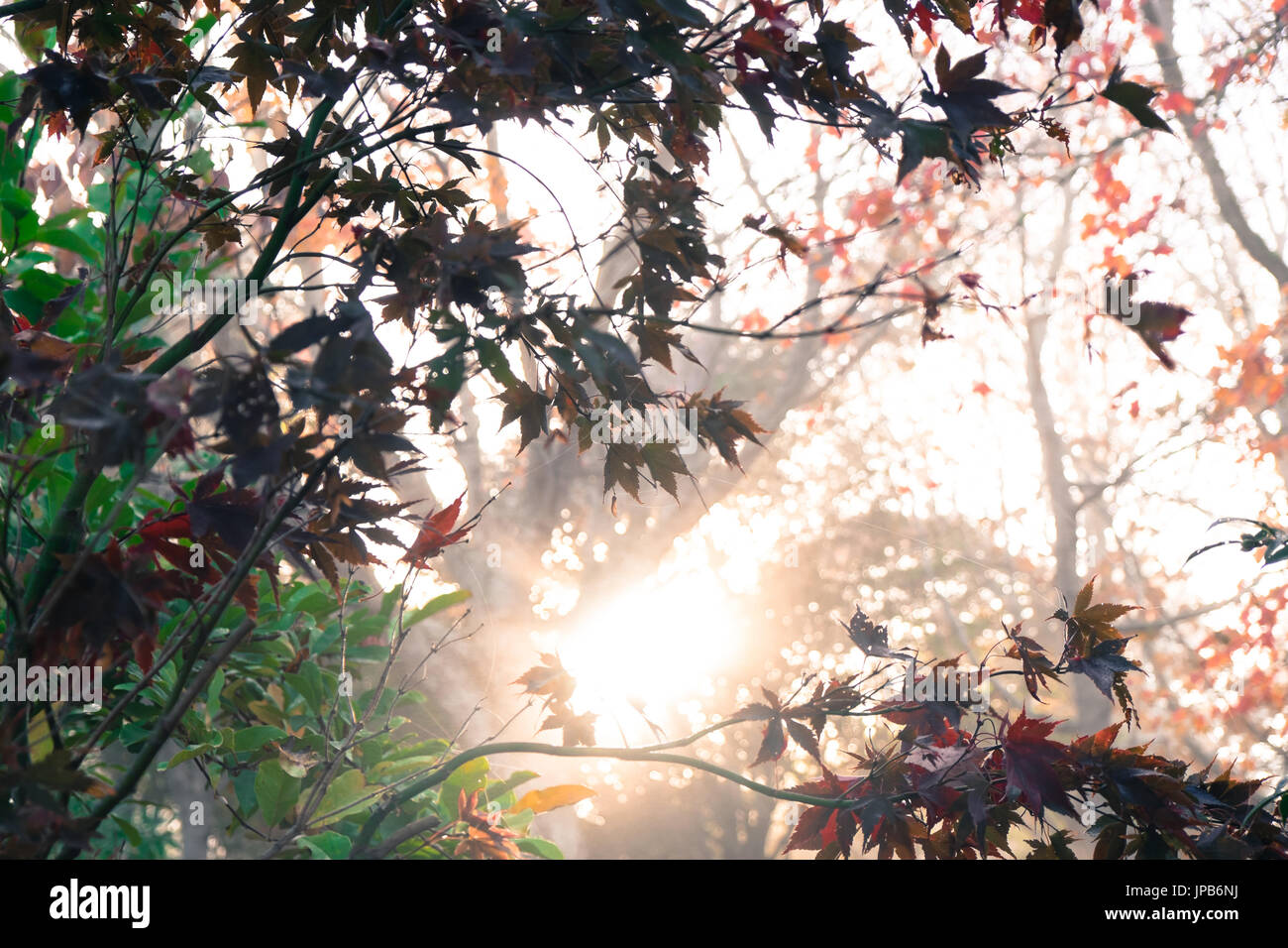 Sun dappled autumn leaves hi-res stock photography and images - Alamy