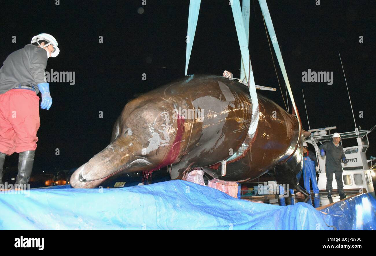 A Baird's beaked whale, 10 meters long and weighing 10 tons, is lowered ...