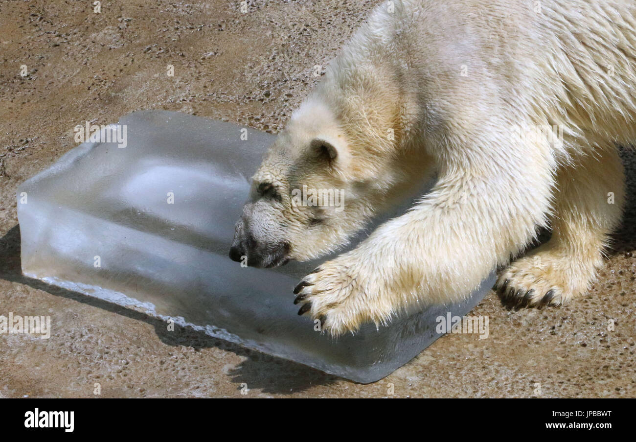 A polar bear rubs its face against an ice block at Asahiyama Zoo in ...