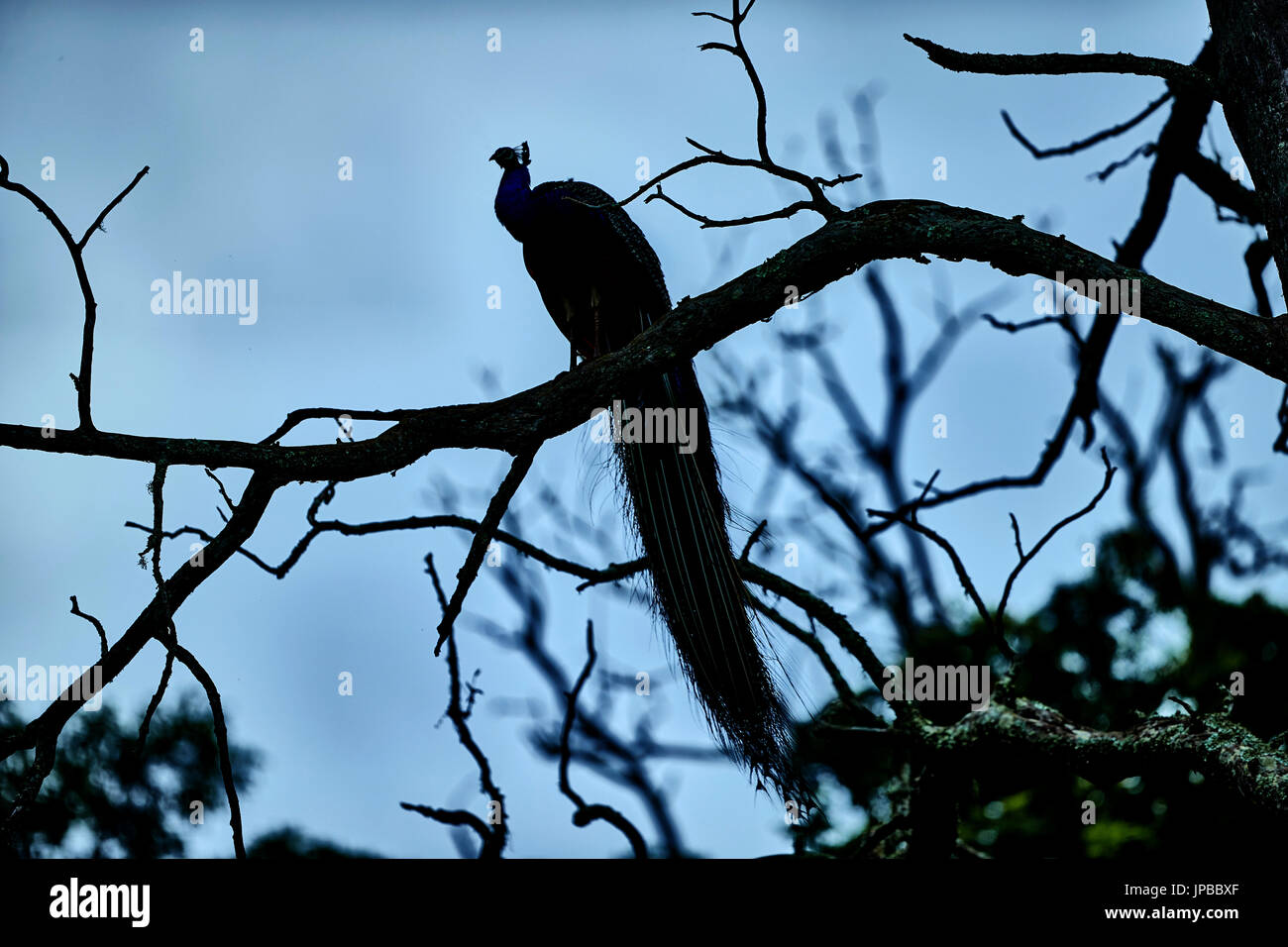 Stylized peacock feather hi-res stock photography and images - Alamy