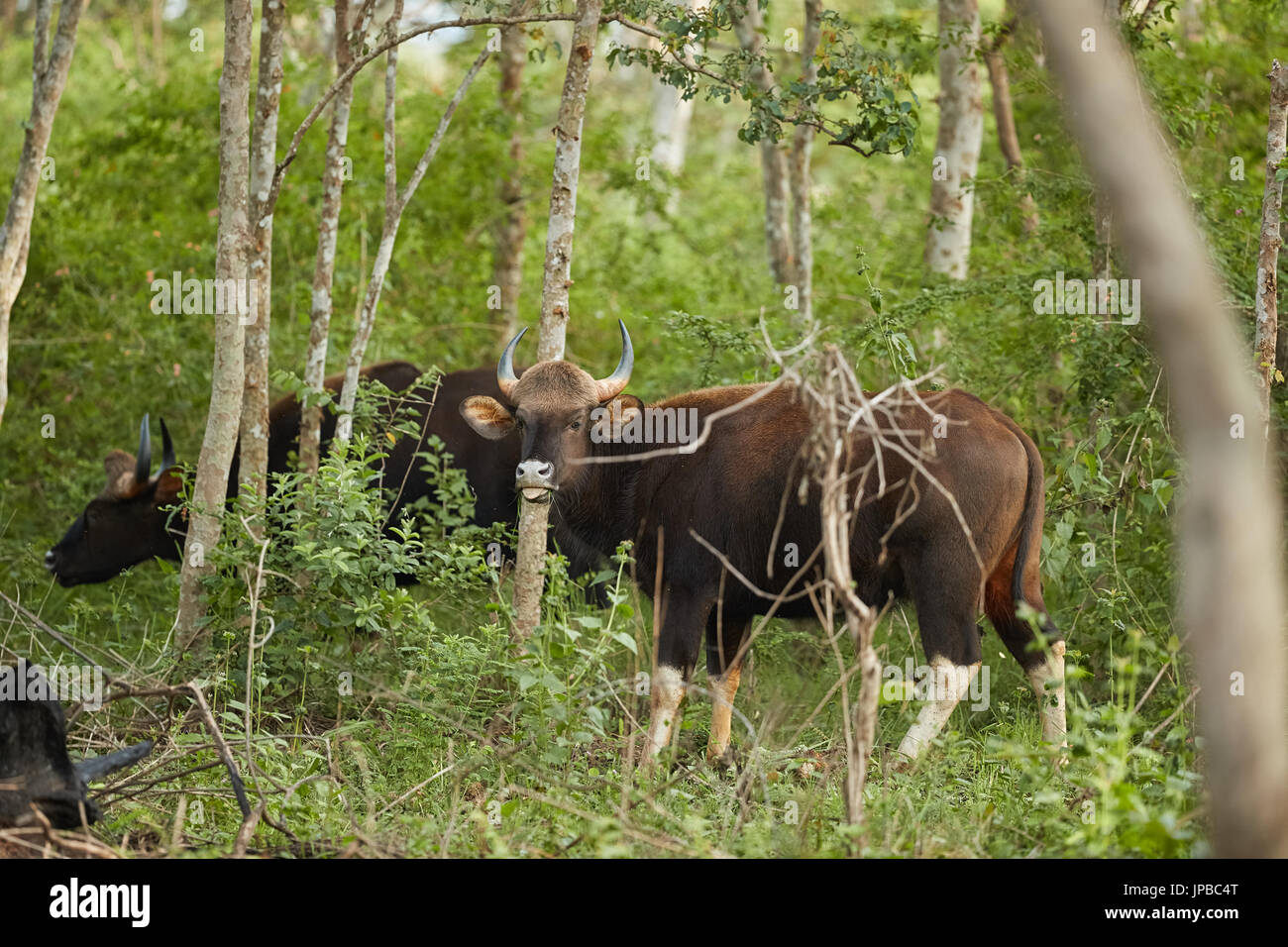 Indian Gaur ( Bos gaurus) -also known as Indian bison walk along the ...