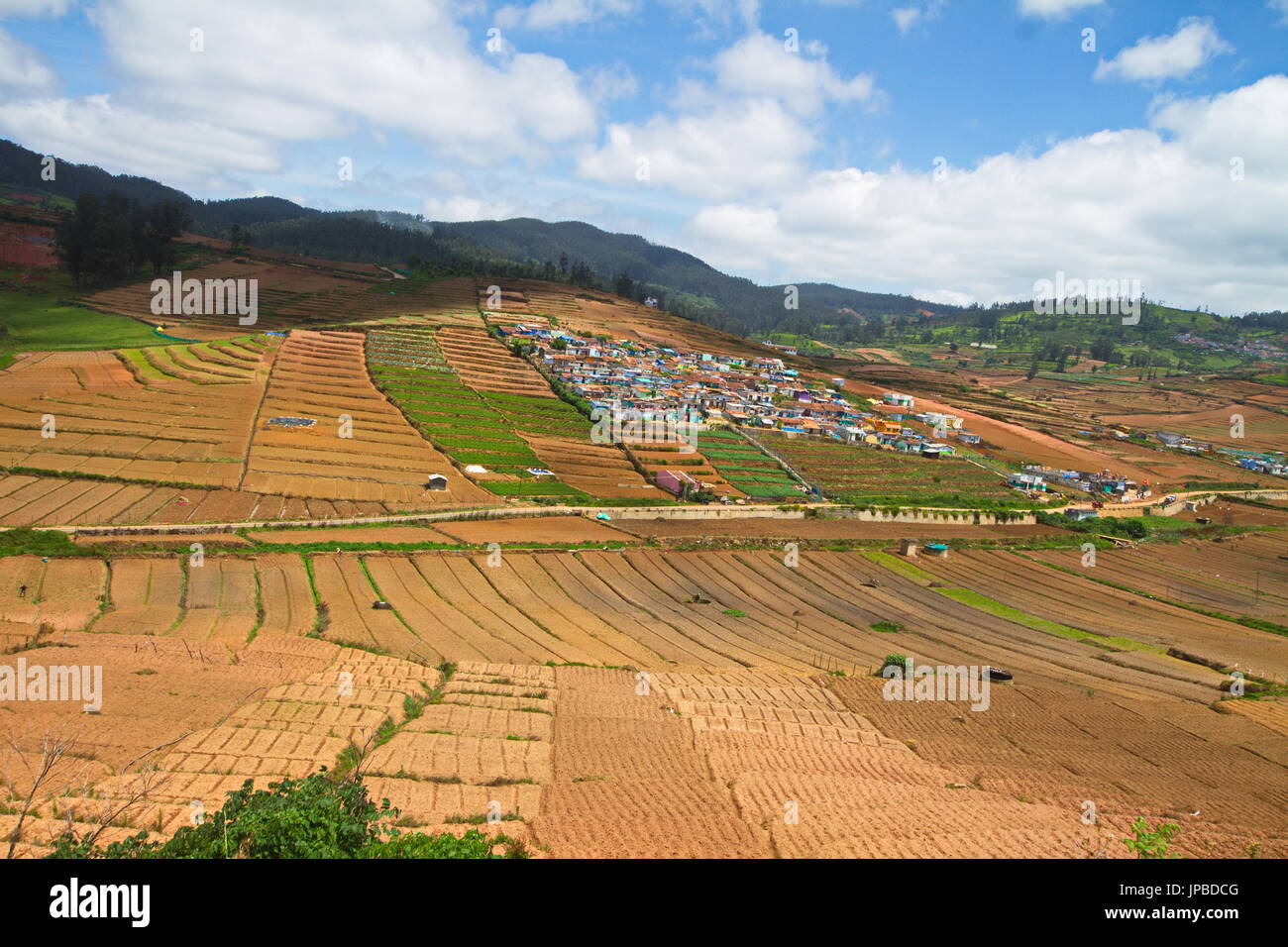 High mountains South Indian village: terraced farming, green and yellow ...
