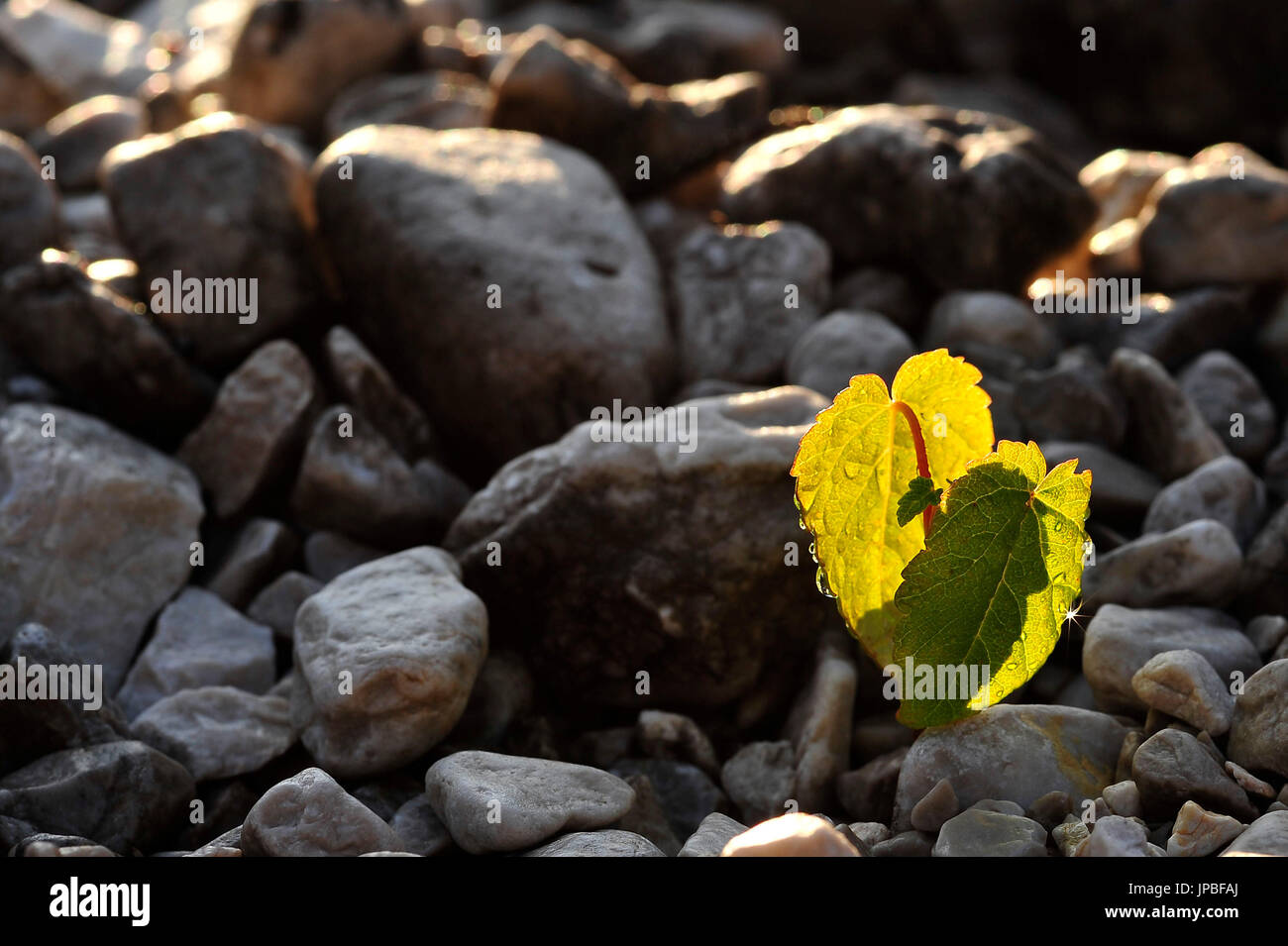 Maple shoot with drop of water in the light Stock Photo - Alamy
