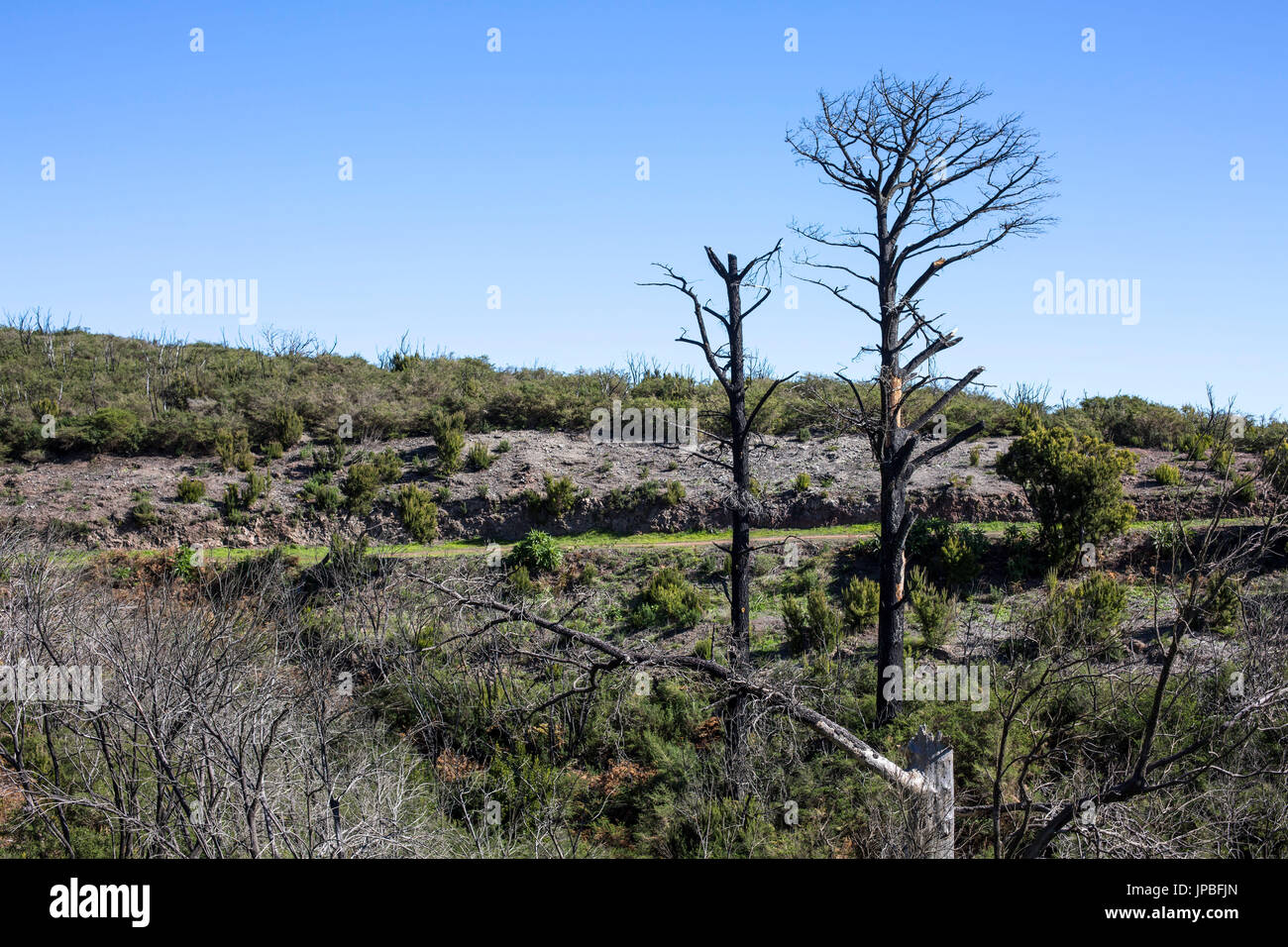 charred trees in the hiking trail 16 of the conflagration in 2012 on La ...