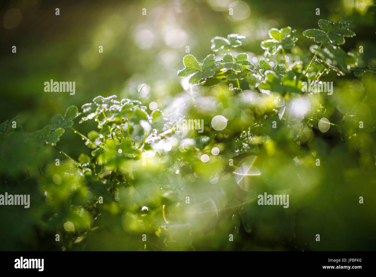 Clover in back light Stock Photo - Alamy