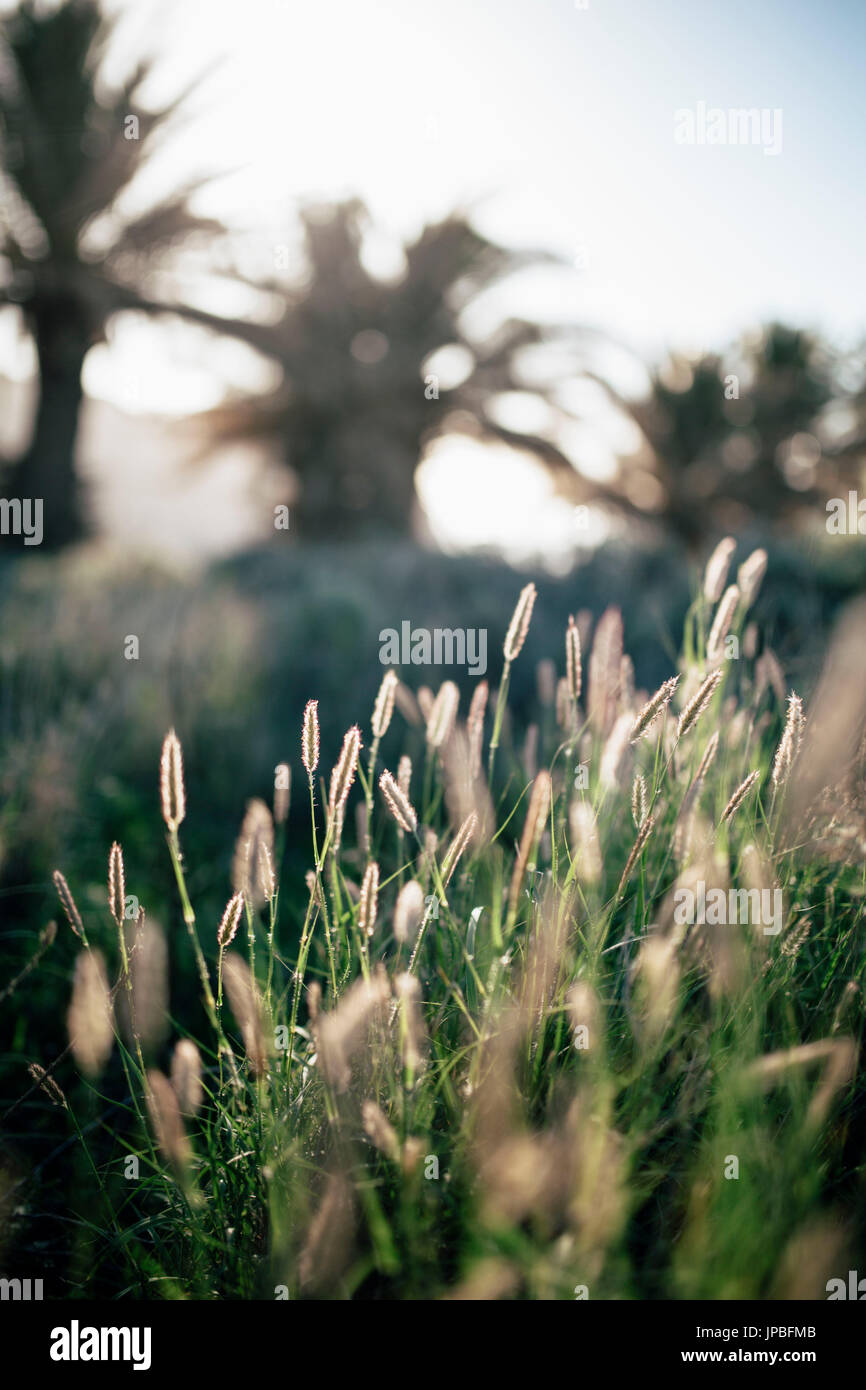 Flowering grasses hi-res stock photography and images - Alamy