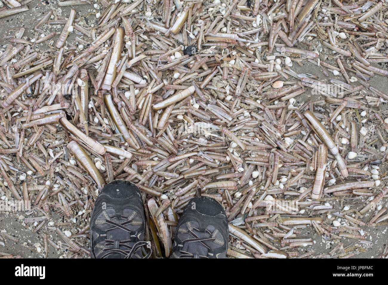 Feet on a pile of mussels (sword razor freshwater molluscs) on the ...