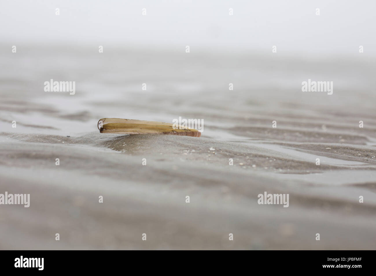 sword razor (freshwater molluscs) by the North Sea Stock Photo - Alamy