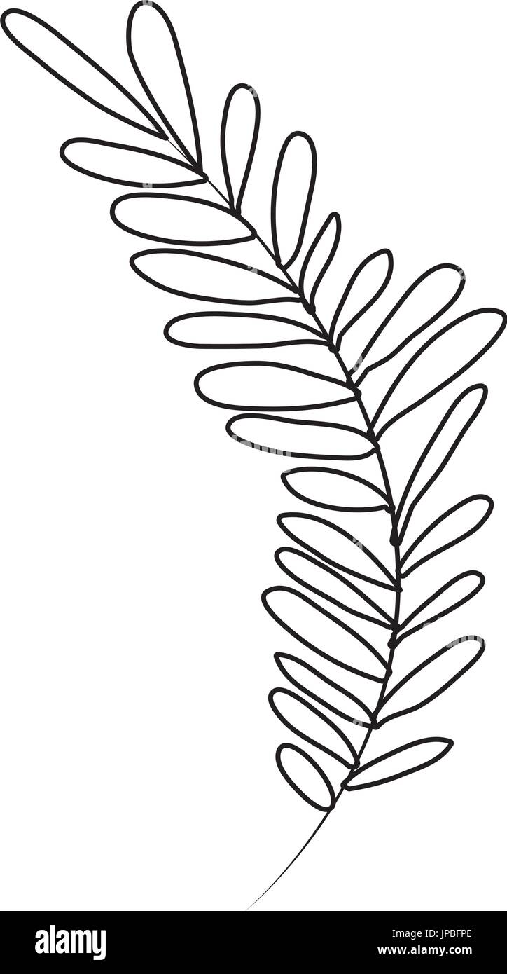 white background with monochrome silhouette of long branch with leaves ...