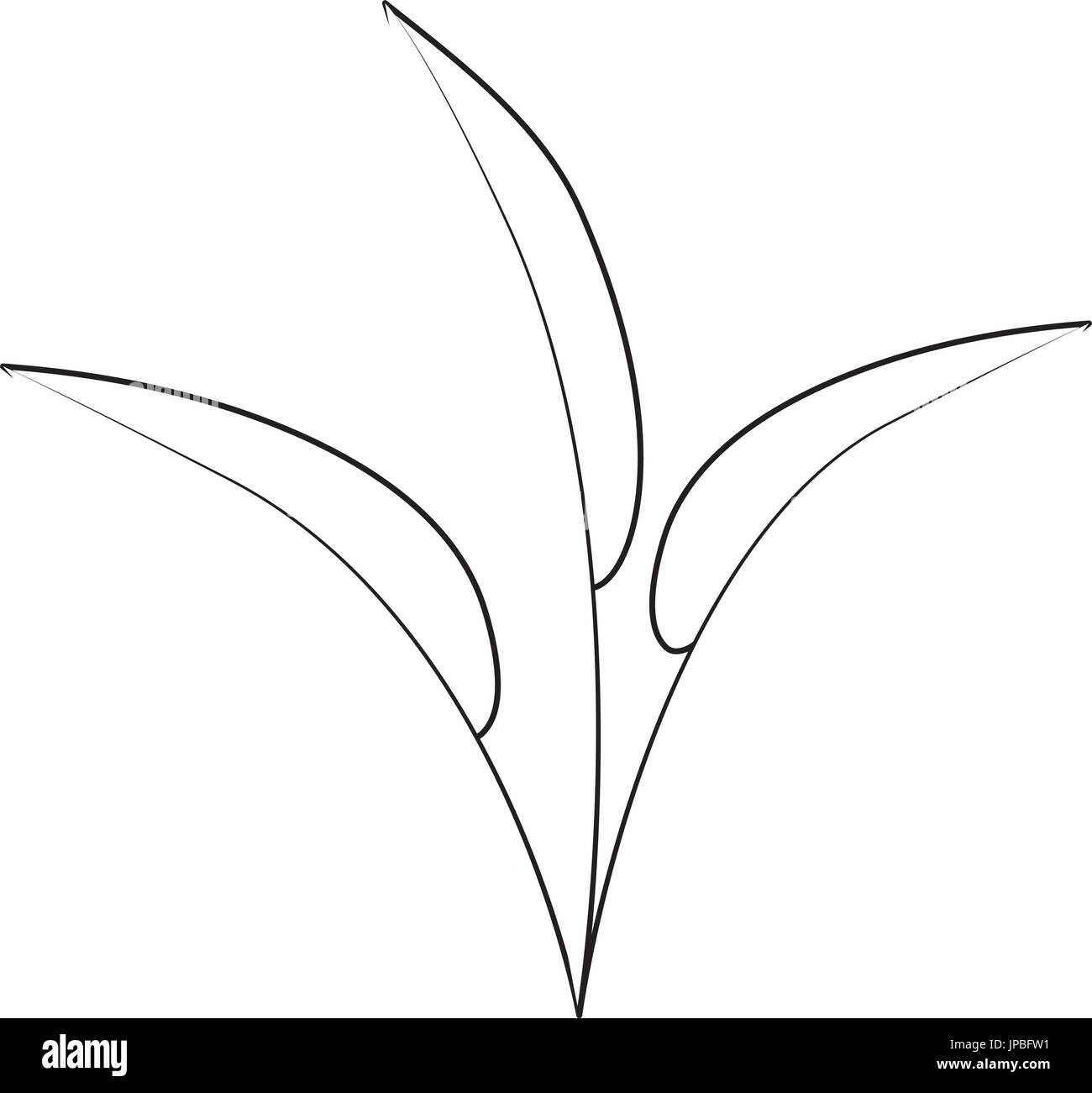 white background with monochrome silhouette of leaves lanceolate Stock ...