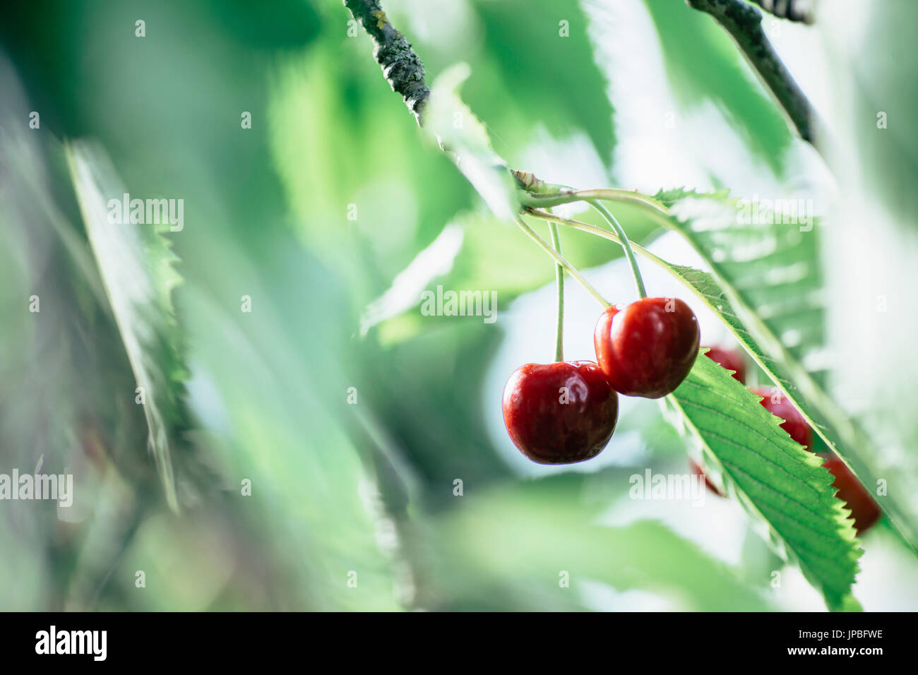 Two cherries close up hi-res stock photography and images - Alamy