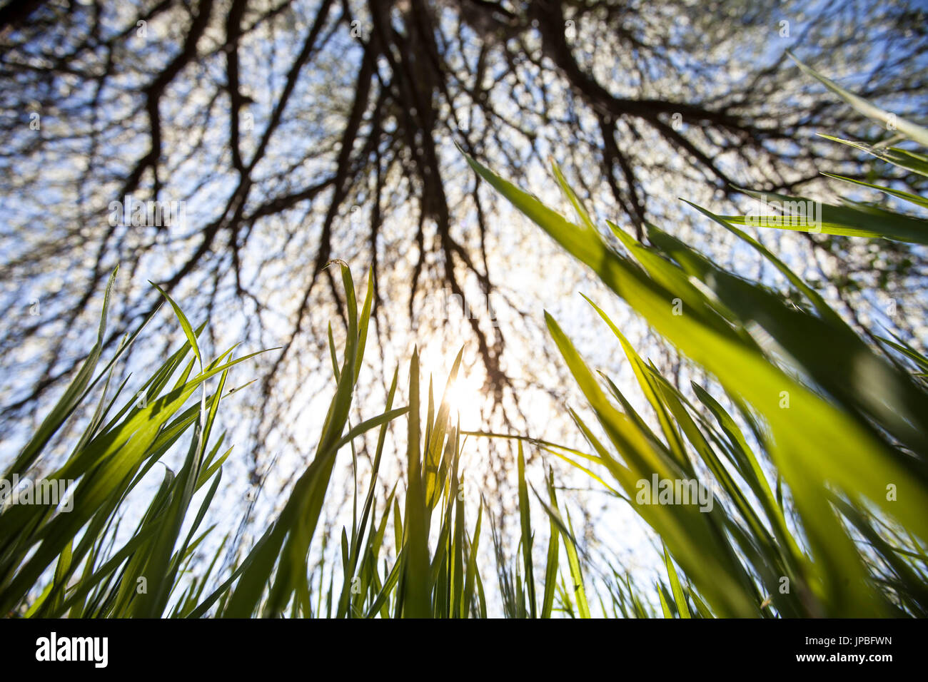 View from the lower trunk of the tree through tree top outwardly Stock ...