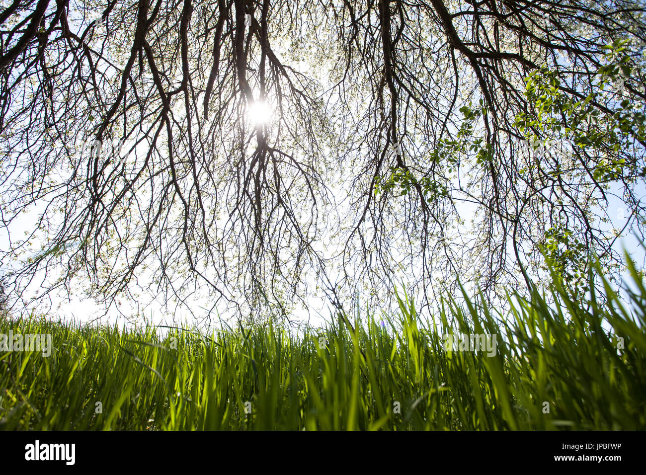 Tree top view hi-res stock photography and images - Alamy