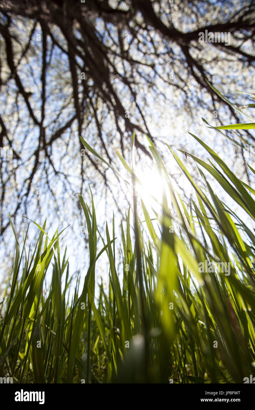 View from the lower trunk of the tree through tree top outwardly Stock ...