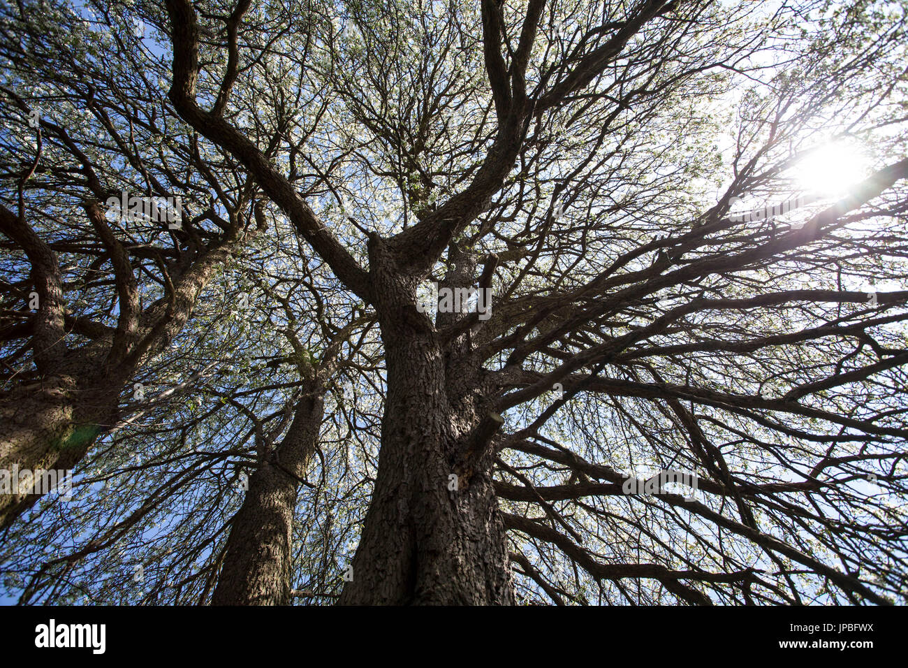 Tree top view hi-res stock photography and images - Alamy