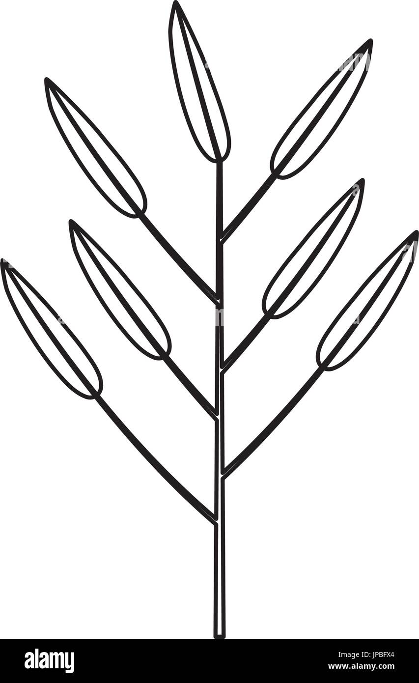 Oval lanceolate leaves hi-res stock photography and images - Alamy