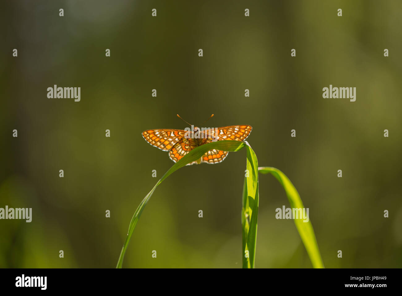 Sunny butterfly hi-res stock photography and images - Alamy