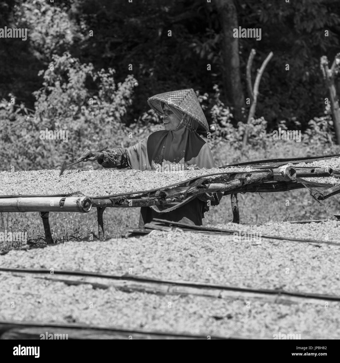 Asian woman at work drying shrimps, Kampung Rinca, Indonesia, Flores ...