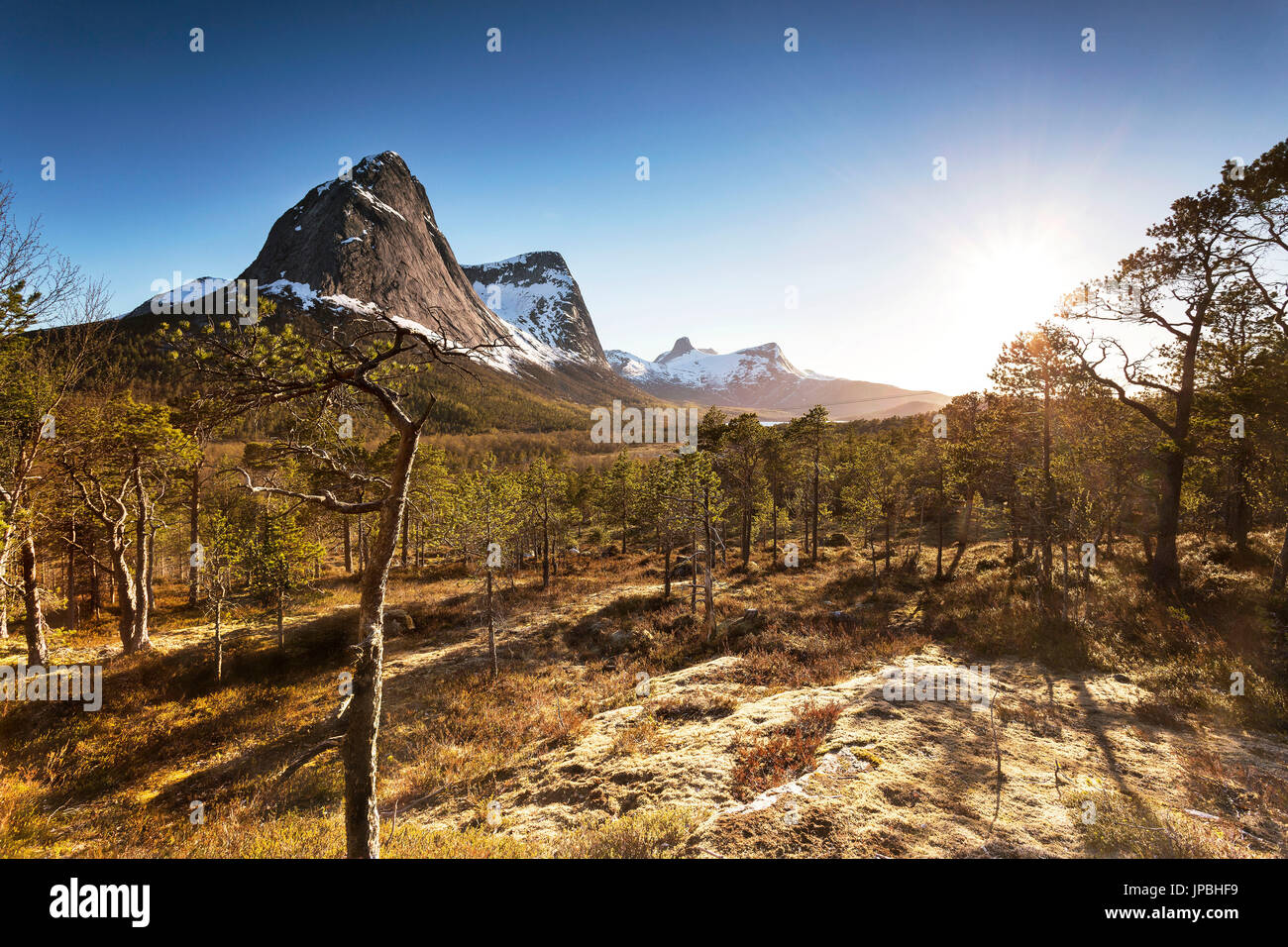 Osen hi-res stock photography and images - Alamy