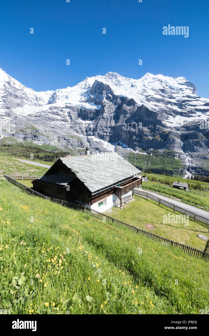 The alpine hut framed by green meadows and snowy peaks Wengernalp ...