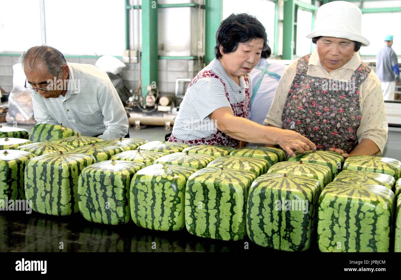Growers of rare cube-shaped watermelons check their crops in the ...