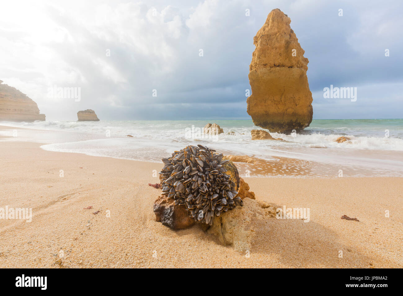 Mussels on sandy beach framed by waves of the rough sea Praia da ...