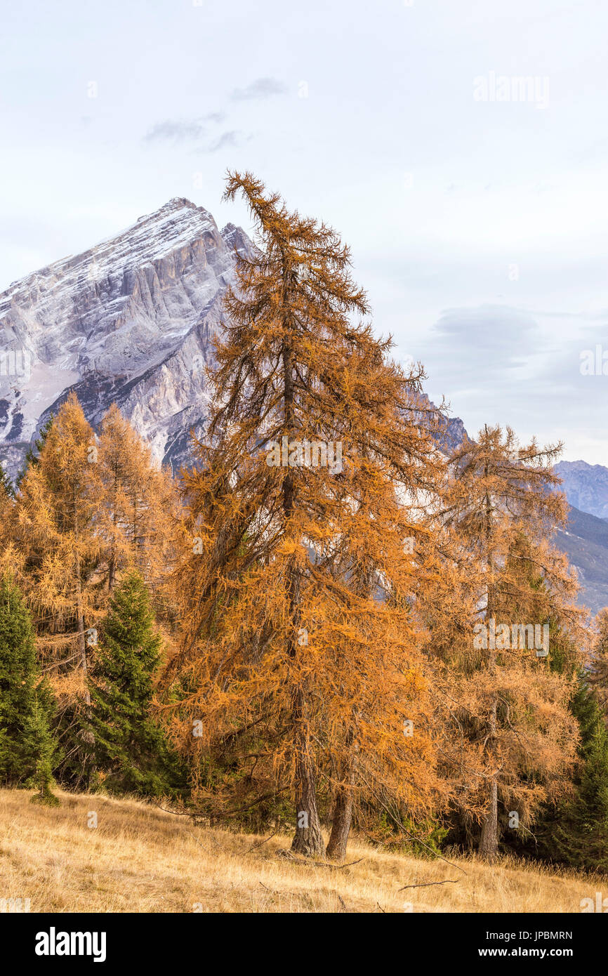 Mount Antelao in autumn,San Vito di Cadore,Boite Valley,Belluno ...