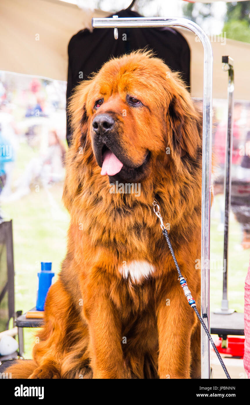 Dog newfoundland brown close up hi-res stock photography and images - Alamy