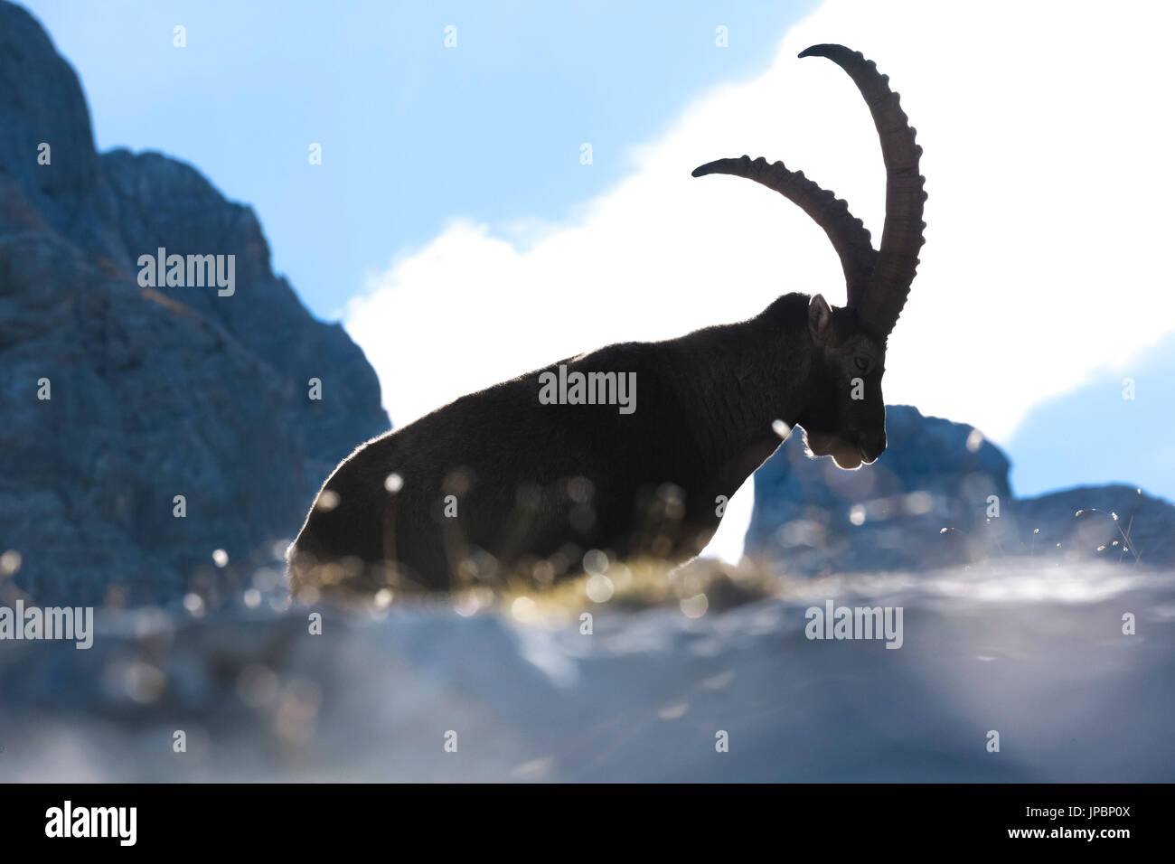Alpine ibex italy hi-res stock photography and images - Alamy