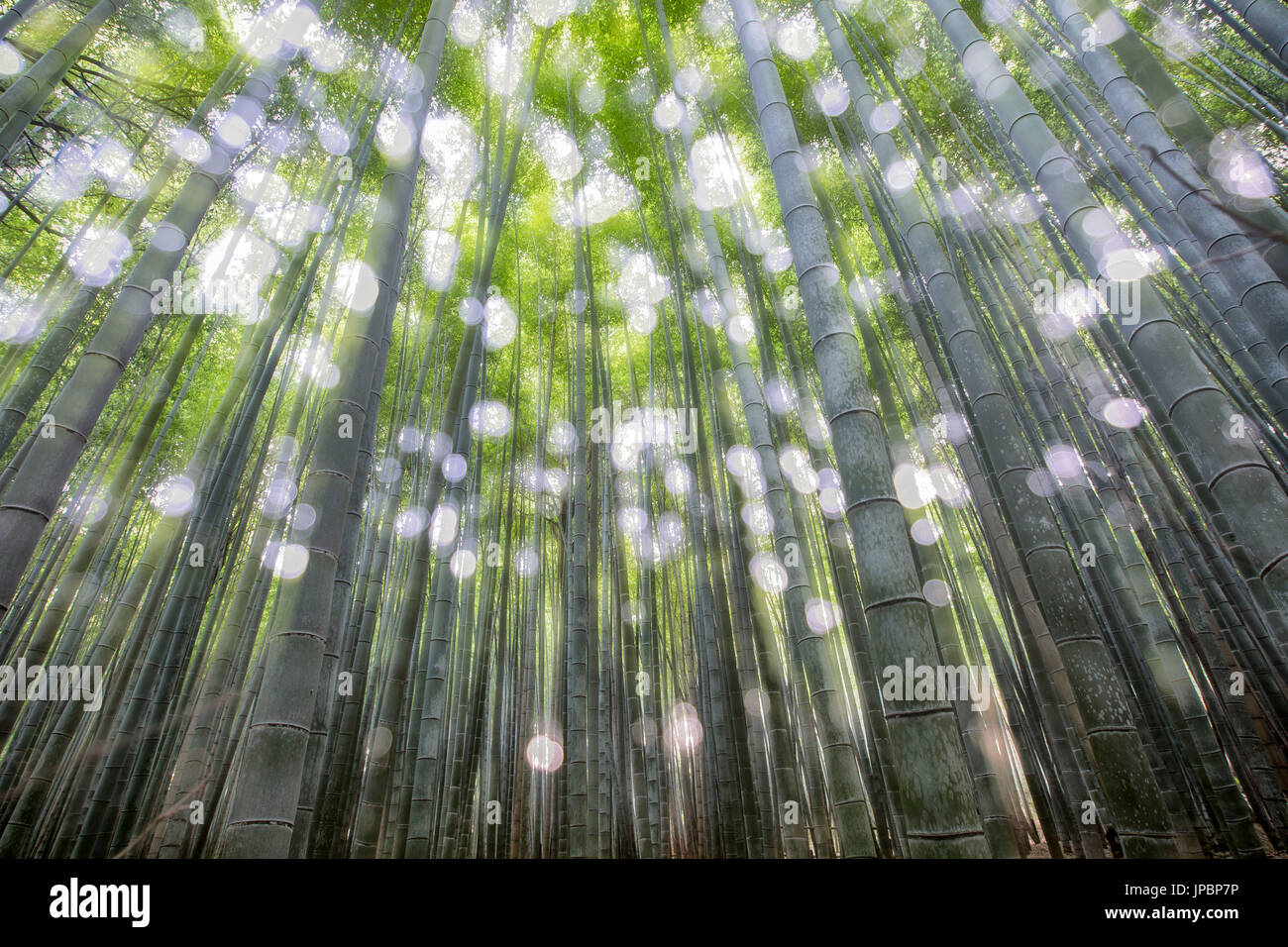Arashiyama bamboo forest japan hi-res stock photography and images - Alamy