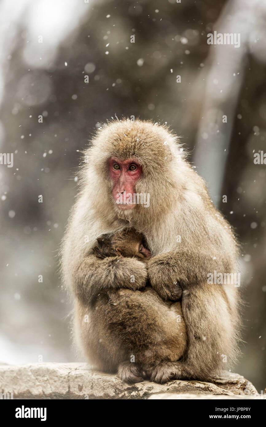 Baby snow monkey snow monkey japan japanese nagano japanese winter hi ...