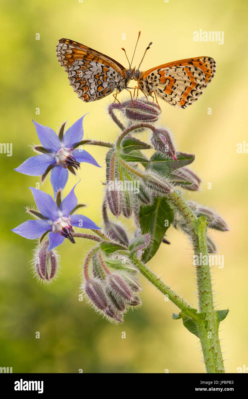 Butterflies of italy hi-res stock photography and images - Alamy