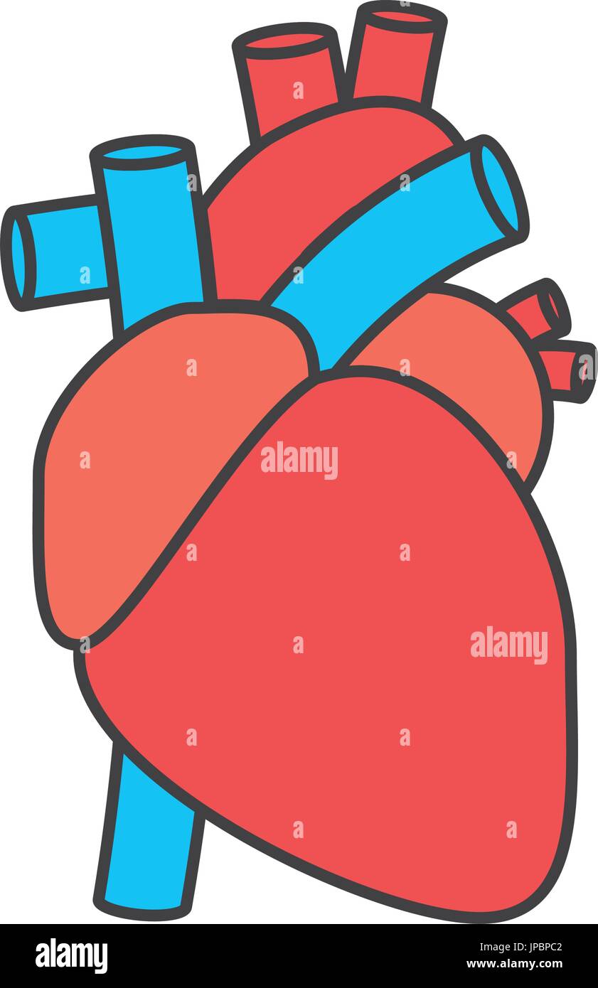 Human heart symbol Stock Vector Image & Art - Alamy