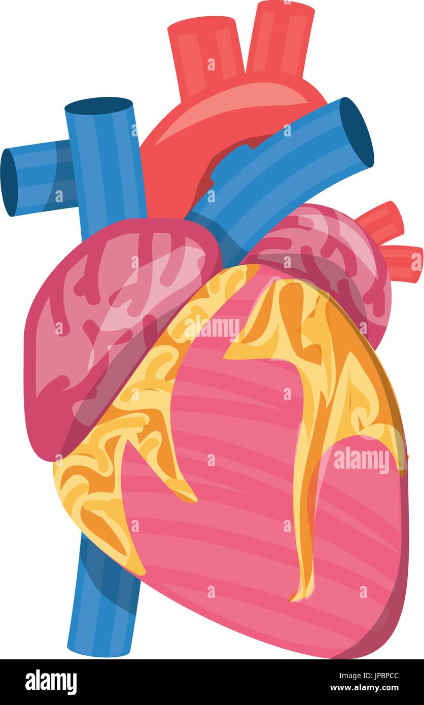Human heart symbol Stock Vector Image & Art - Alamy