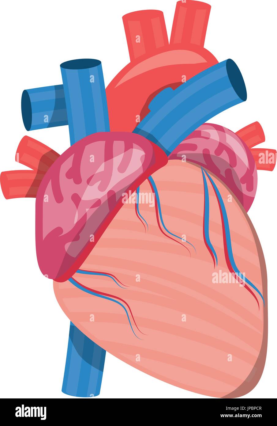 Human heart symbol Stock Vector Image & Art - Alamy