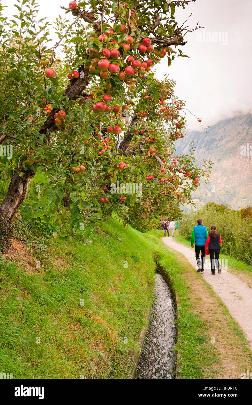 Two Apples Trees Side By Side High Resolution Stock Photography and ...
