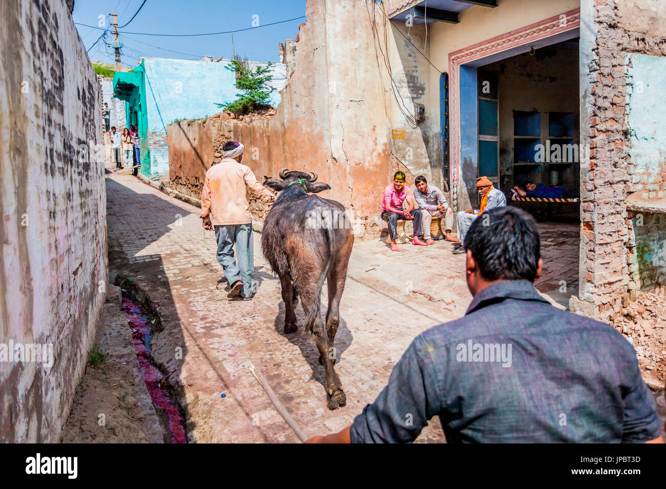 Cow on indian street hi-res stock photography and images - Alamy