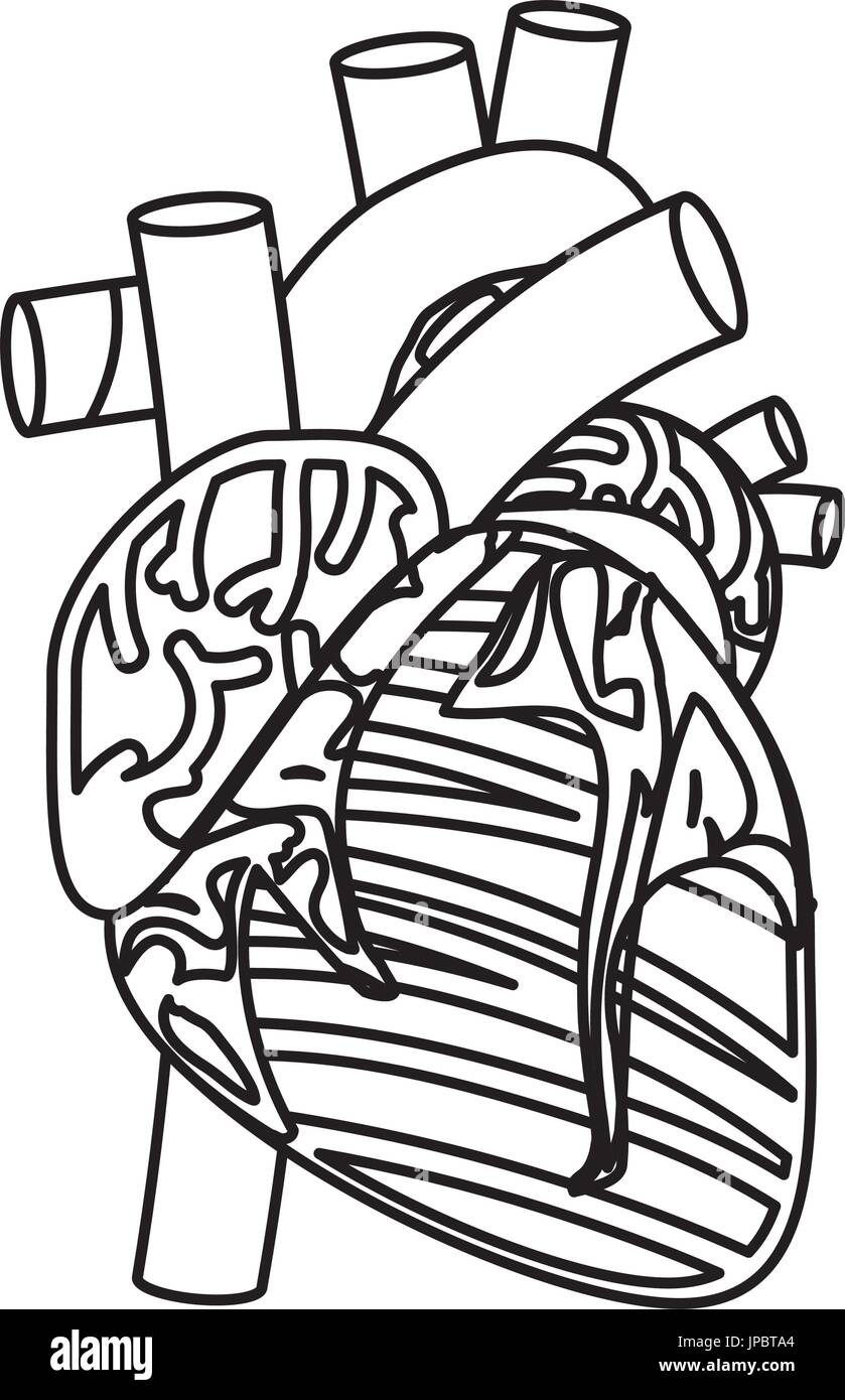 Human heart symbol Stock Vector Image & Art - Alamy