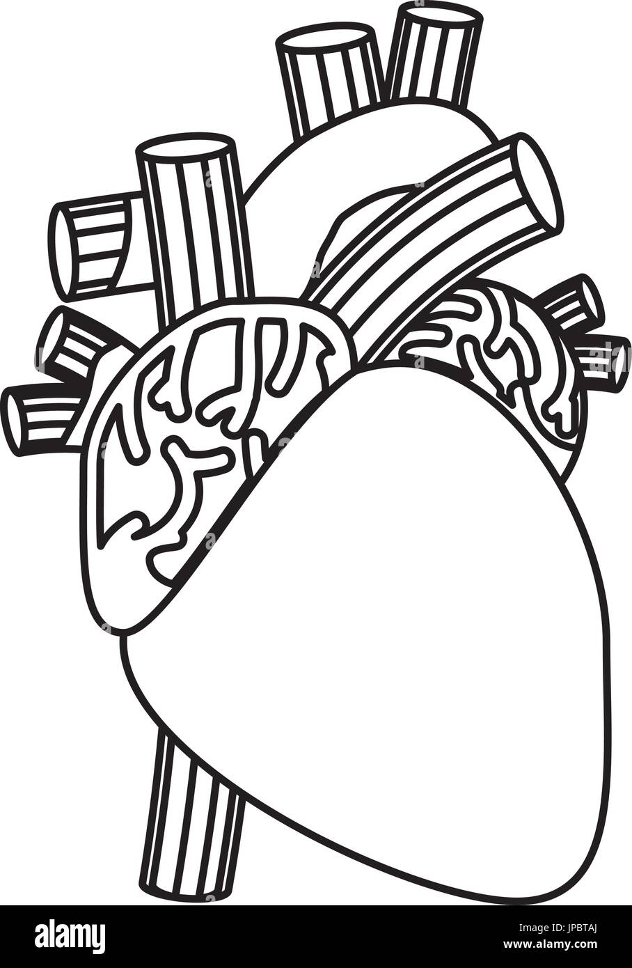 Human heart symbol Stock Vector Image & Art - Alamy