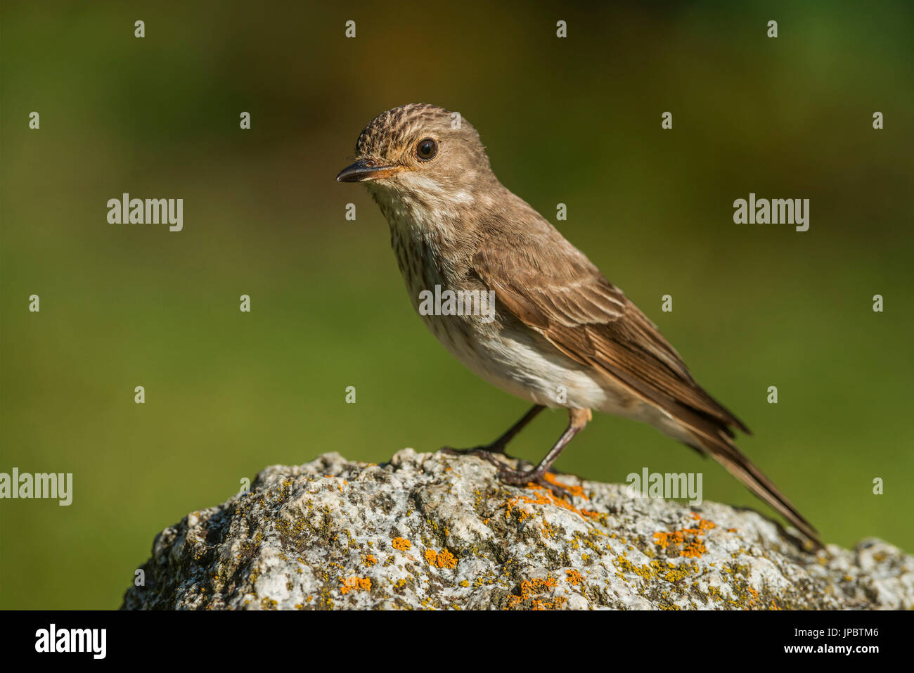 Flycatchers hi-res stock photography and images - Alamy