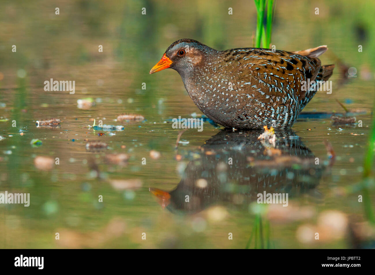 Spotted crake hi-res stock photography and images - Alamy