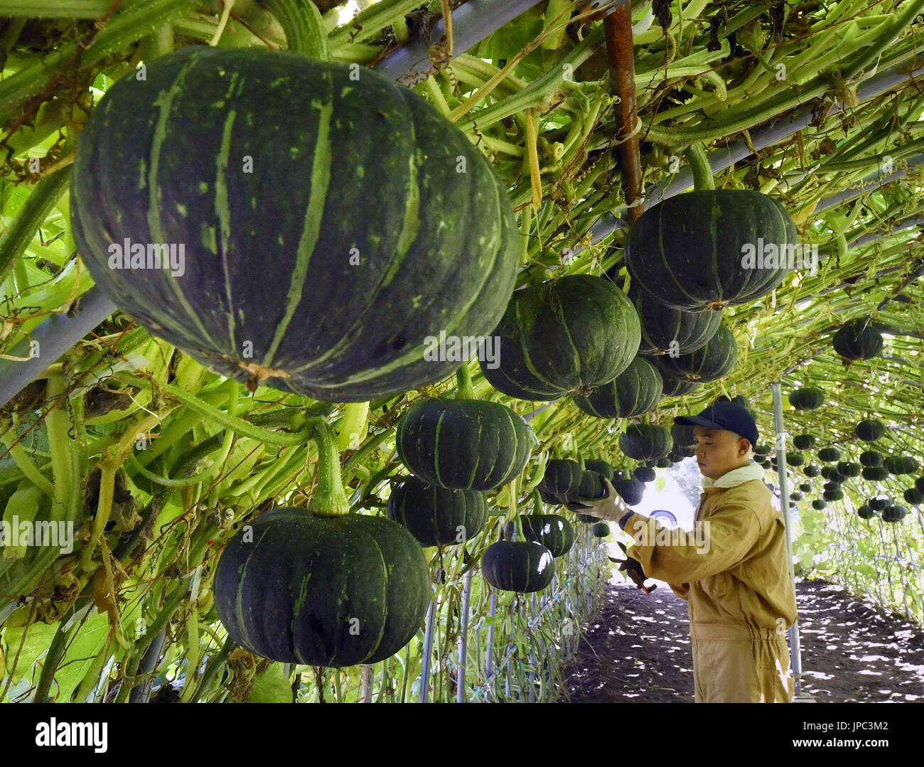 "Flying pumpkins" are hung from the frame of a greenhouse in Naganuma ...