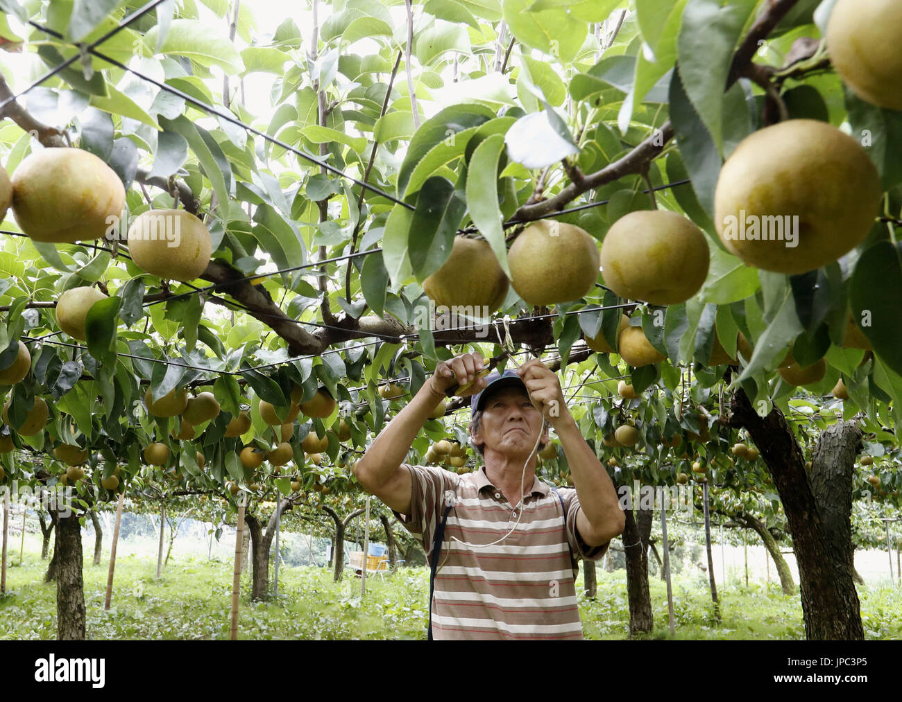 A pear farmer strengthens the wires supporting his harvest in the town ...