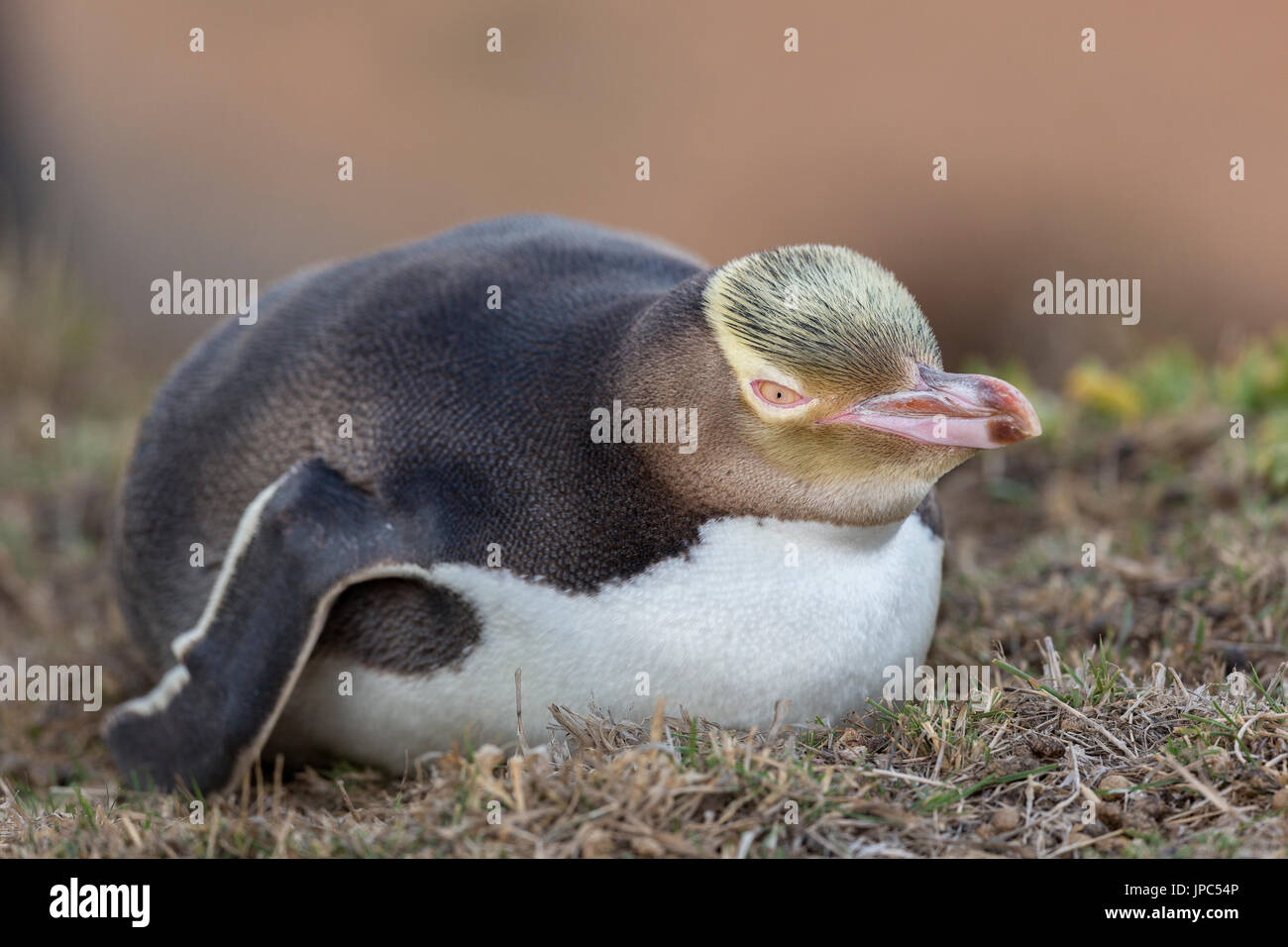Endangered Yellow Eyed Penguins in South Island of New Zealand near ...