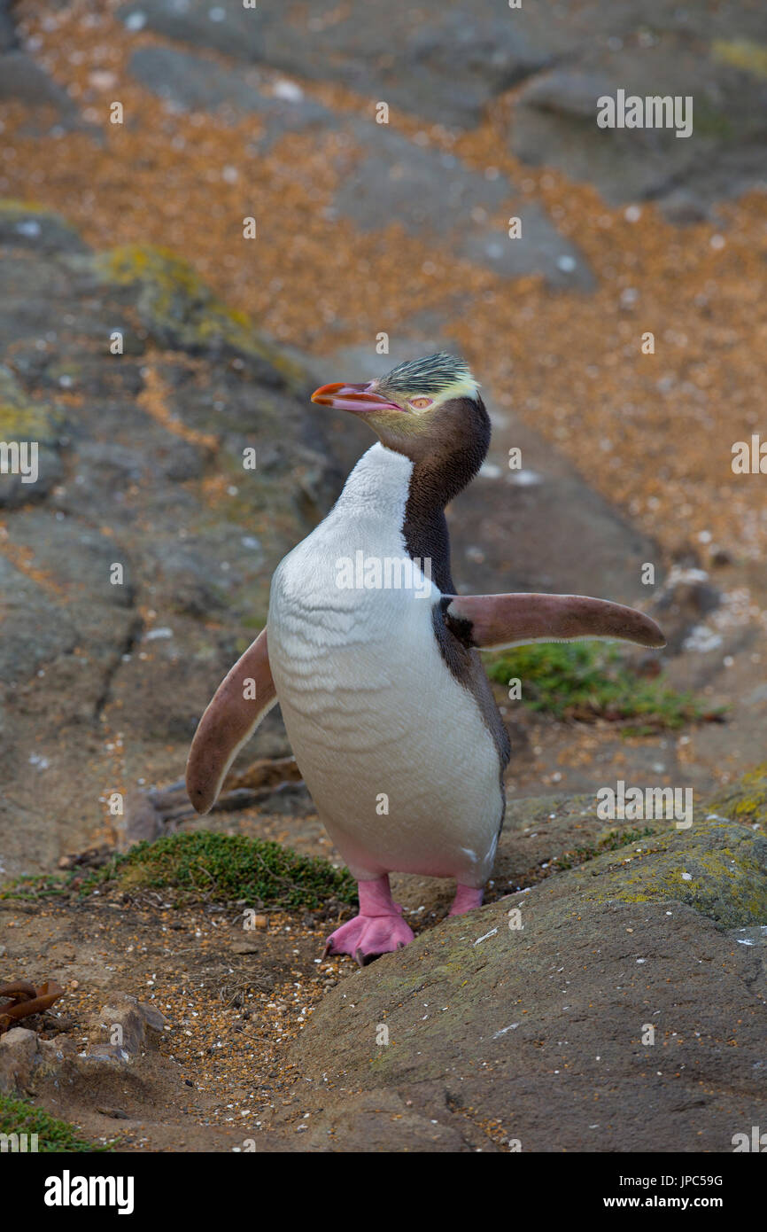 New Zealand Yellow Eyed Penguins High Resolution Stock Photography and ...