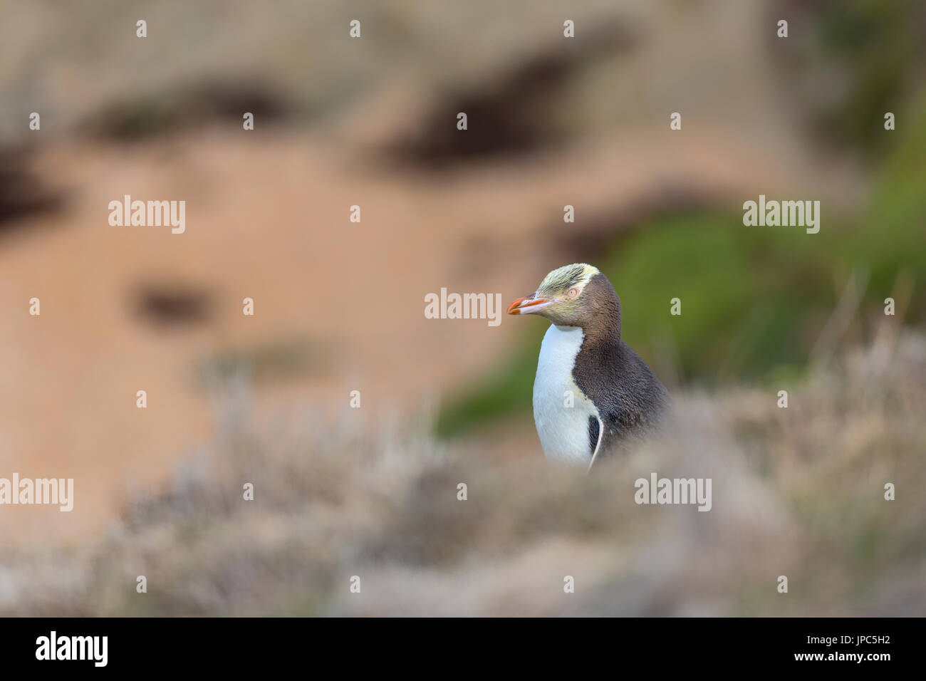 Endangered Yellow Eyed Penguins in South Island of New Zealand near ...
