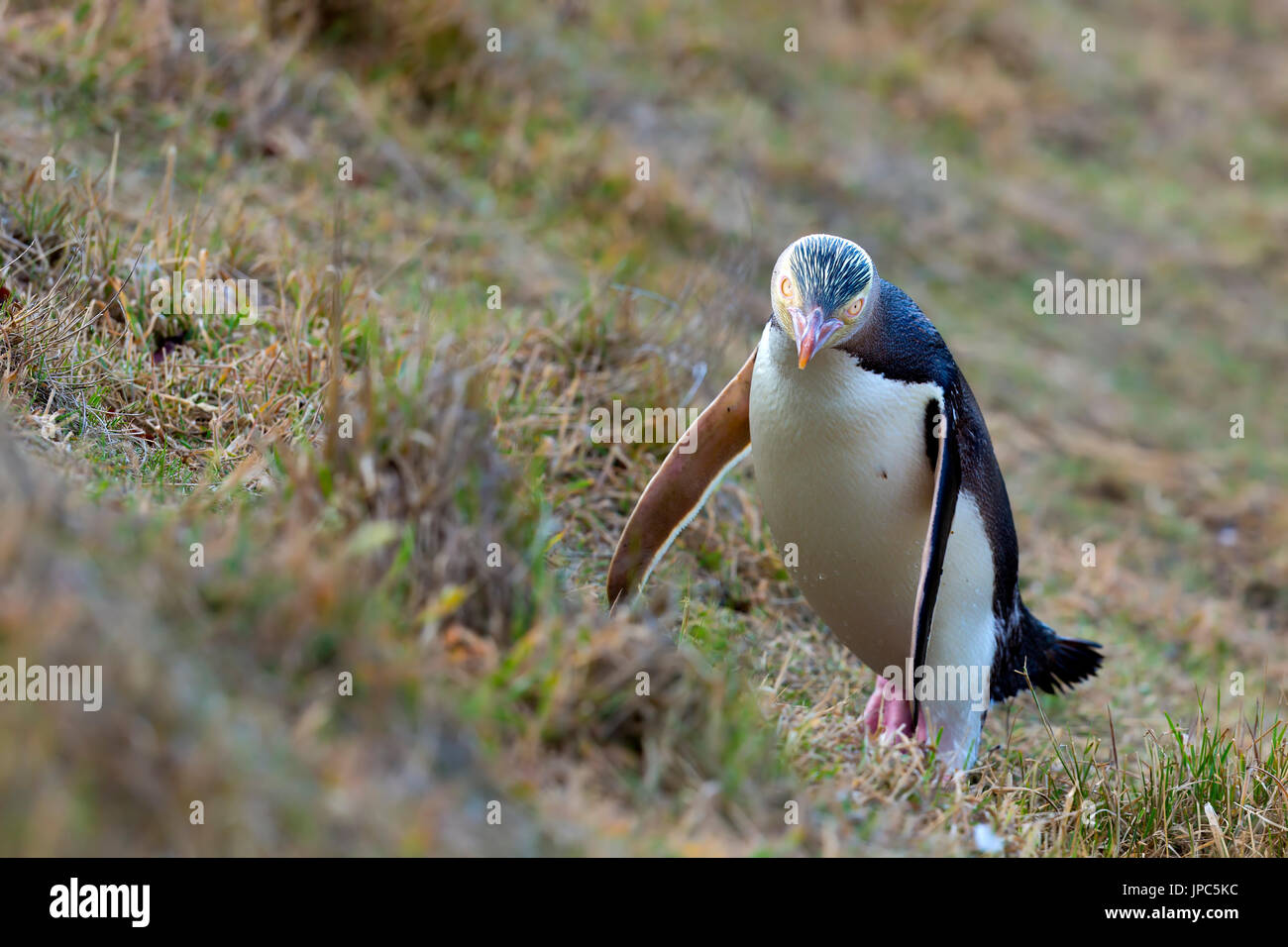 Endangered Yellow Eyed Penguins in South Island of New Zealand near ...